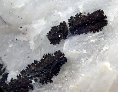 FOMS - Tenorite - Franklin Mineral Information